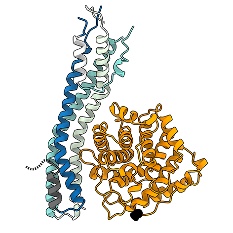 How do trypanosomes resist killing by the complement system? | Higgins Lab