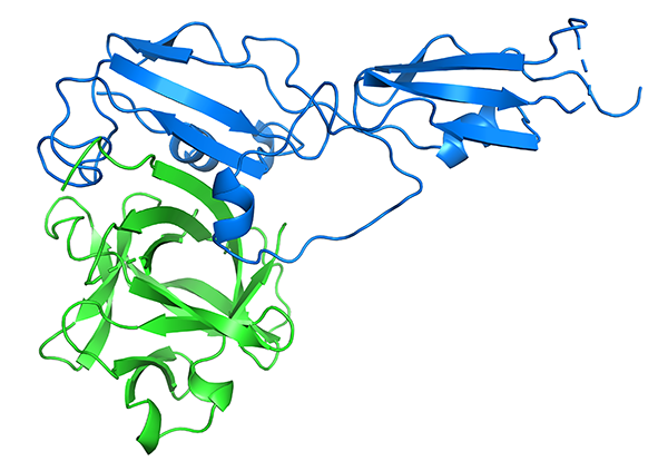 How do helminth parasites block allergic responses in asthma? | Higgins Lab