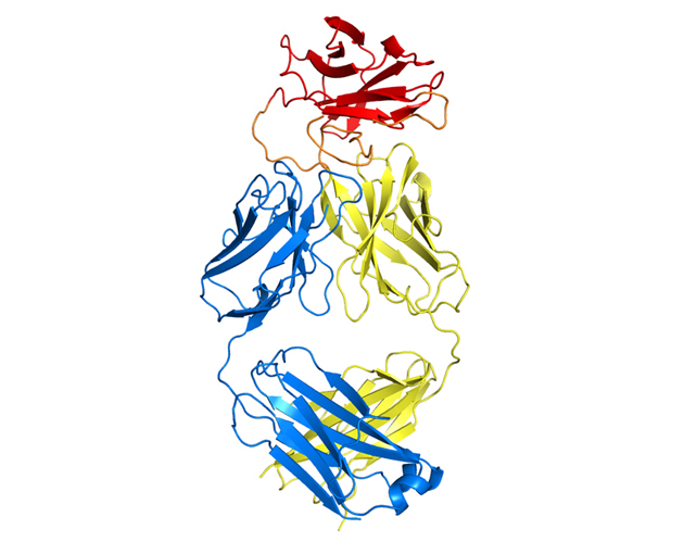 An unusual LAIR1-containing antibody | Higgins Lab
