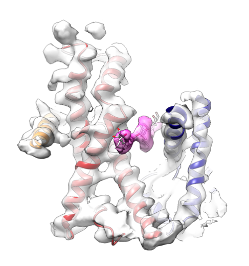 The inhibited conformation of the Sec translocon | Higgins Lab