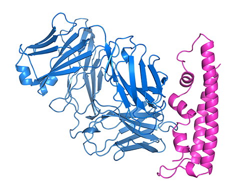 Structure-guided design of a vaccine immunogen against Plasmodium vivax ...