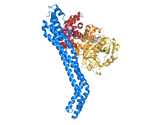 The structure of the trypanosome haptoglobin-haemoglobin receptor ...