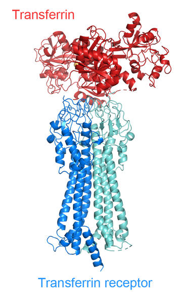 Two strategies for survival used by trypanosome receptors | Higgins Lab